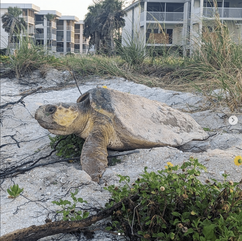 What are sea turtles named after? - SANIBEL-CAPTIVA - Island Reporter ...